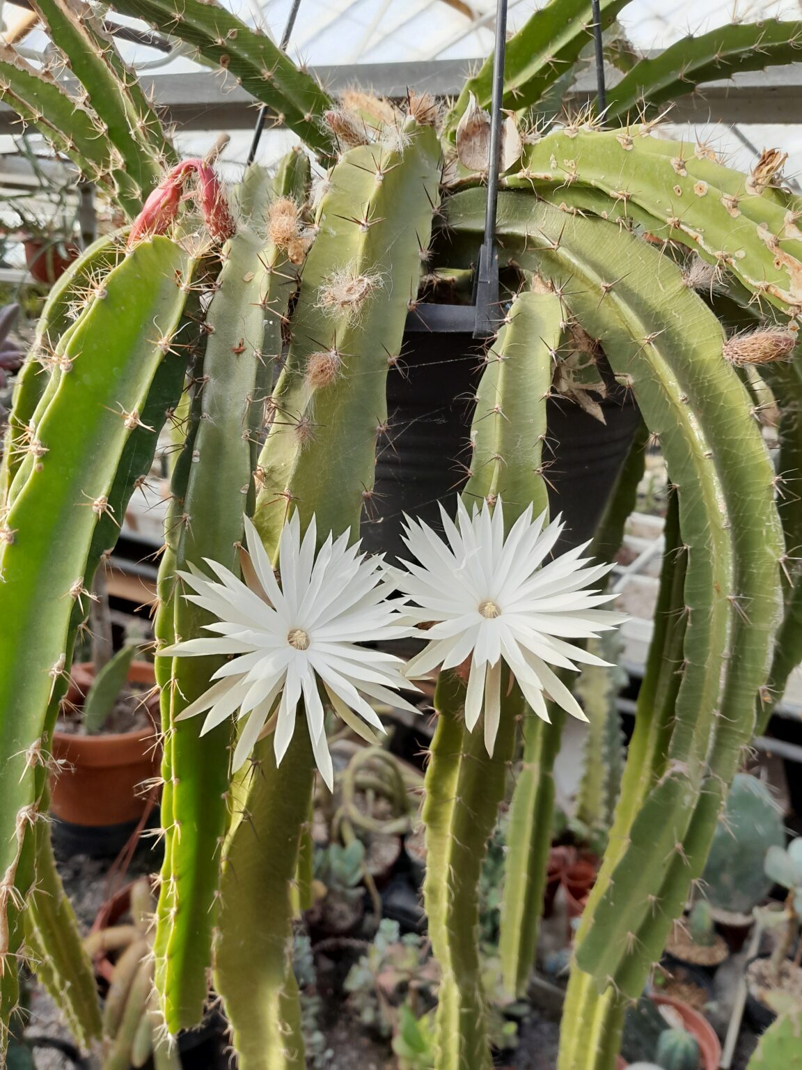 Deamia chontalensis (=Strophocactus chontalensis) – Kaktusgartneriet