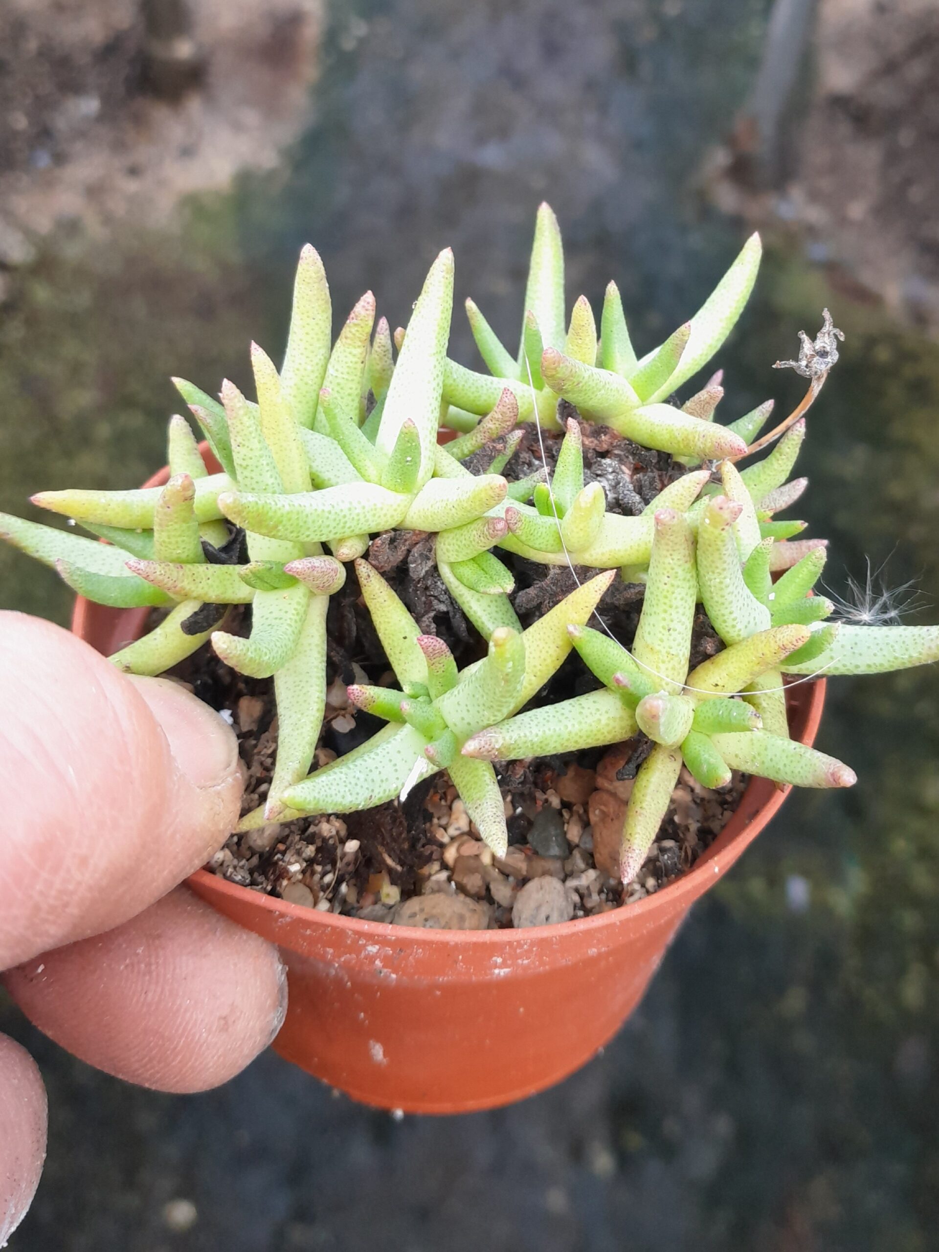 Hereroa incurva – Kaktusgartneriet